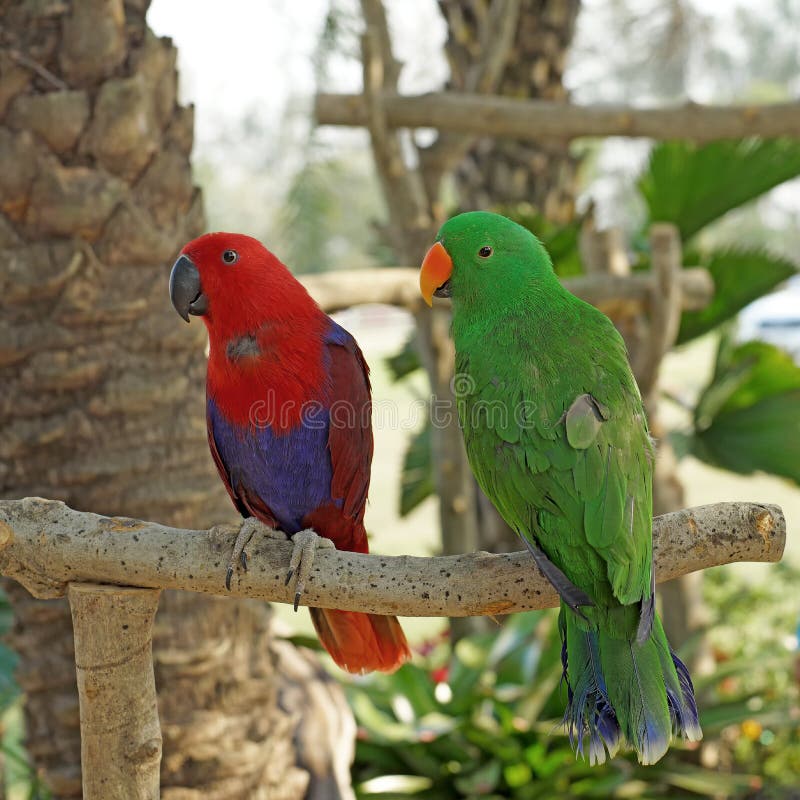 Eclectus Parrot (eclectus Roratus) Stock Image - Image of beautiful ...