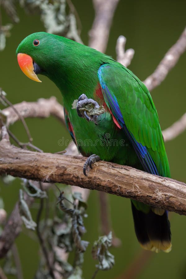 Eclectus Parrot (Eclectus Roratus). Stock Image - Image of forest ...