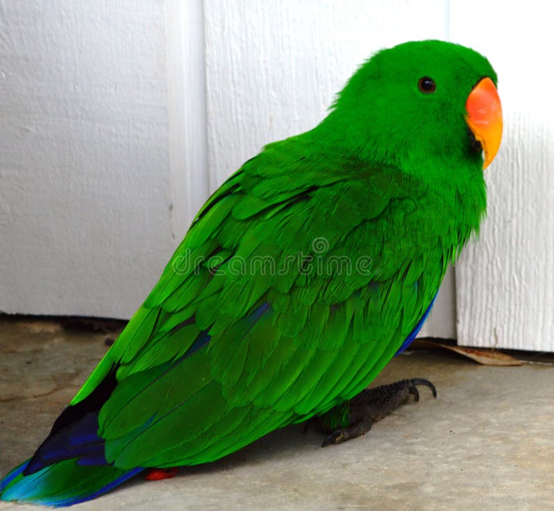 Eclectus Parrot Exotic Eye-catching Green Bird Stock Photo - Image of ...