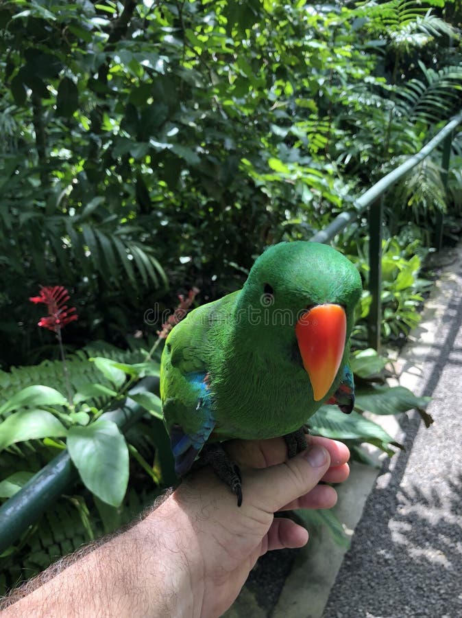 Eclectus parrot stock image. Image of male, emerald - 117372893