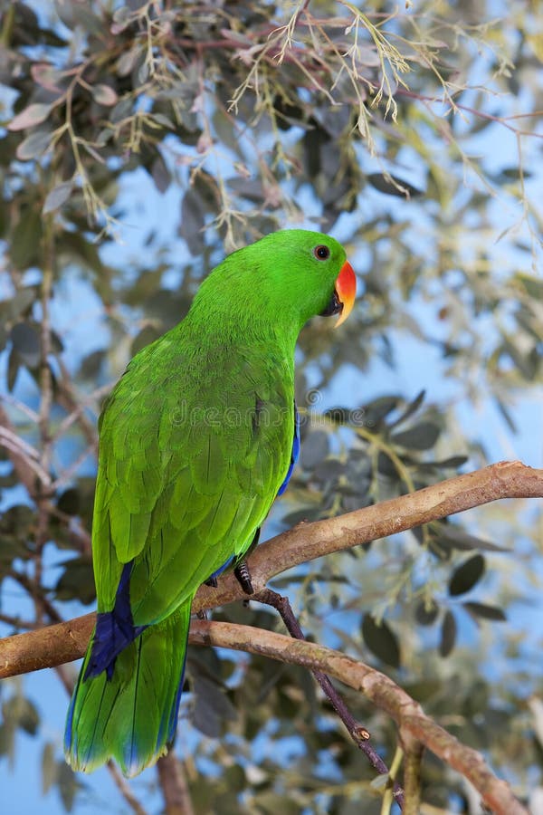 ECLECTUS eclectus roratus stock photo. Image of psittaciforme - 170401694