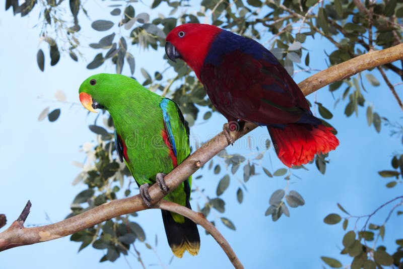 Eclectus Parrot, Eclectus Roratus, Pair Standing on Branch Stock Image ...