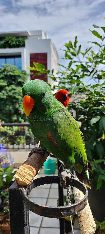 Eclectus Parrots on Outdoor Perch Stock Photo - Image of parrot, animal ...