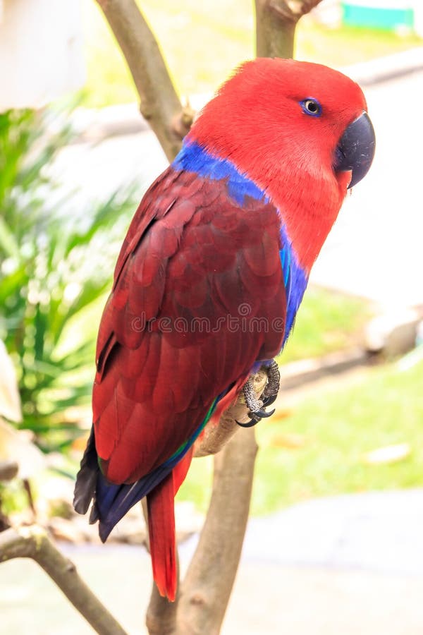 Eclectus red stock image. Image of branch, parrot, islands - 72121629