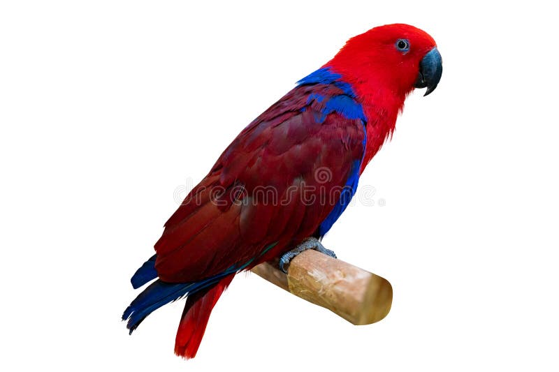 Eclectus Roratus Red Parakeet Perching on Branch on White Background ...