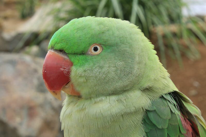 Ecletus Parrot stock image. Image of nature, beak, bird - 55844157