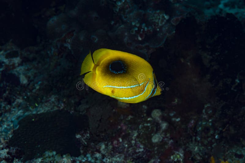 Eclipse Butterflyfish Chaetodon Bennetti Stock Photo - Image of ...