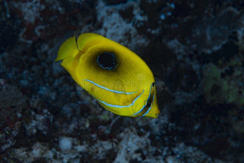 Eclipse Butterflyfish Chaetodon Bennetti Stock Photo - Image of ...