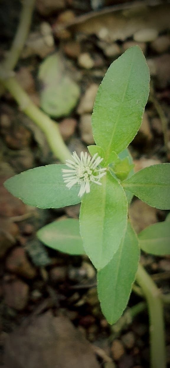 Eclipta Alba flower plant stock image. Image of green - 248702827