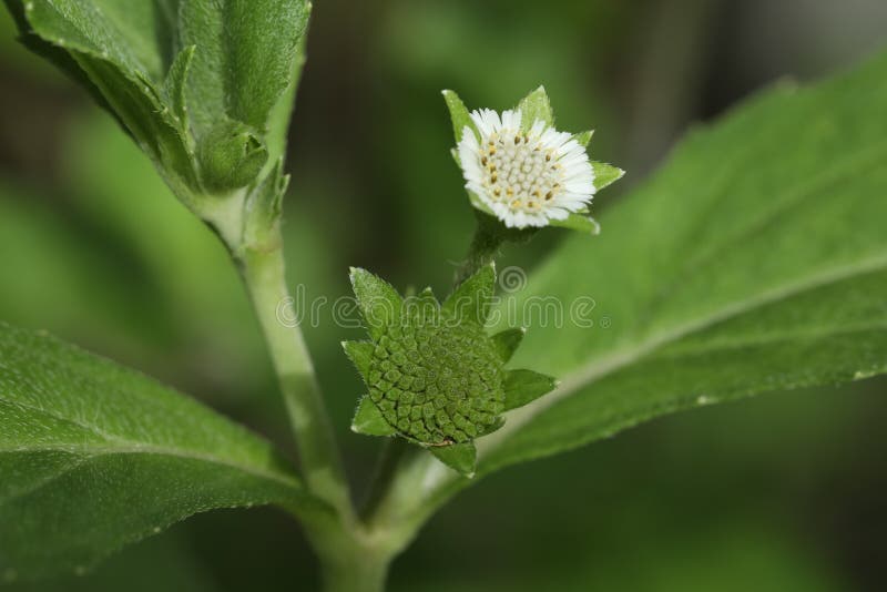 Eclipta. Eclipta Prostrata. False Daisy. Yerba De Tago. Bhringraj Stock ...
