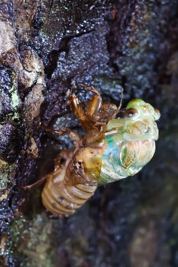 The eclosion of a cicada stock image. Image of bugs, magnify - 42453833