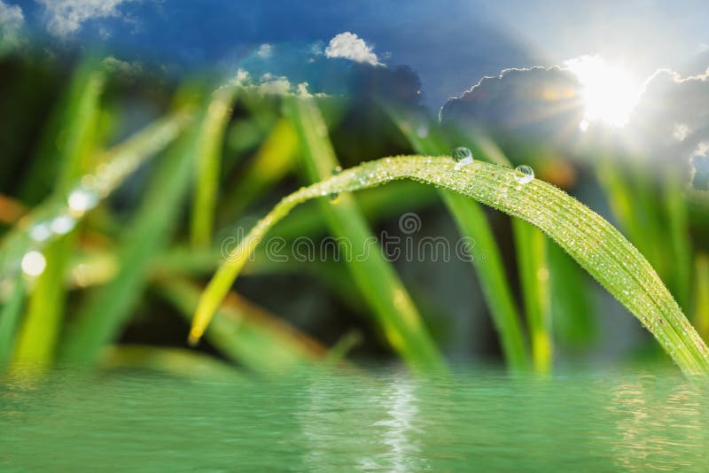 Eco Background with Dew Drops and Water Stock Photo - Image of green ...