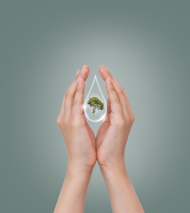 Eco Concept : Hand Hold Water Drop and Tree Stock Photo - Image of drop ...