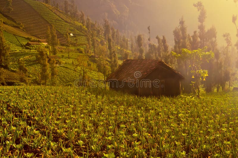 Eco-farm With Little House. Cemoro Lawang, East Java, Indonesia. Stock ...