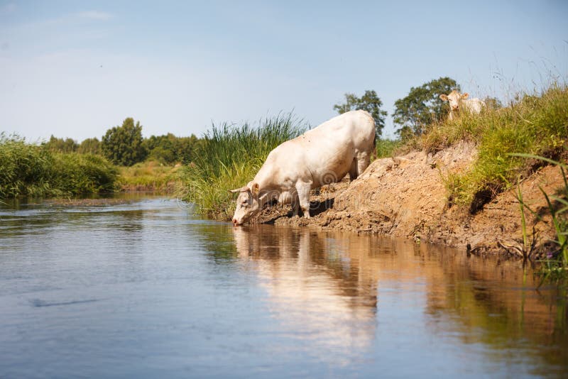 Eco Farming, White Cow Drinking from River Stock Photo - Image of rural ...