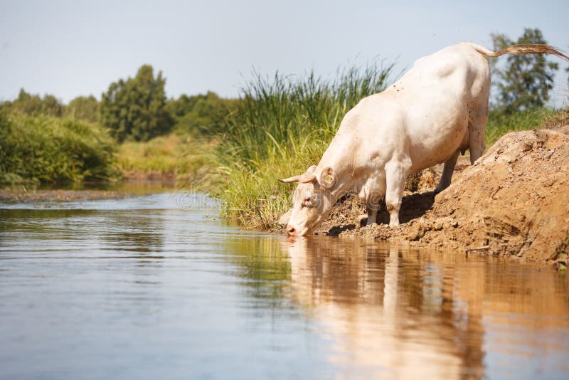 Eco Farming, White Cow Drinking from River Stock Image - Image of ...