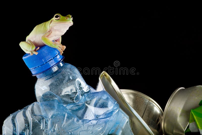 Ecology frog stock photo. Image of cute, earth, lipped - 13962510