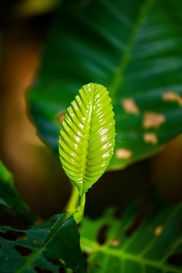 Eco Heart Present by Human Hand Stock Photo - Image of expression, copy ...