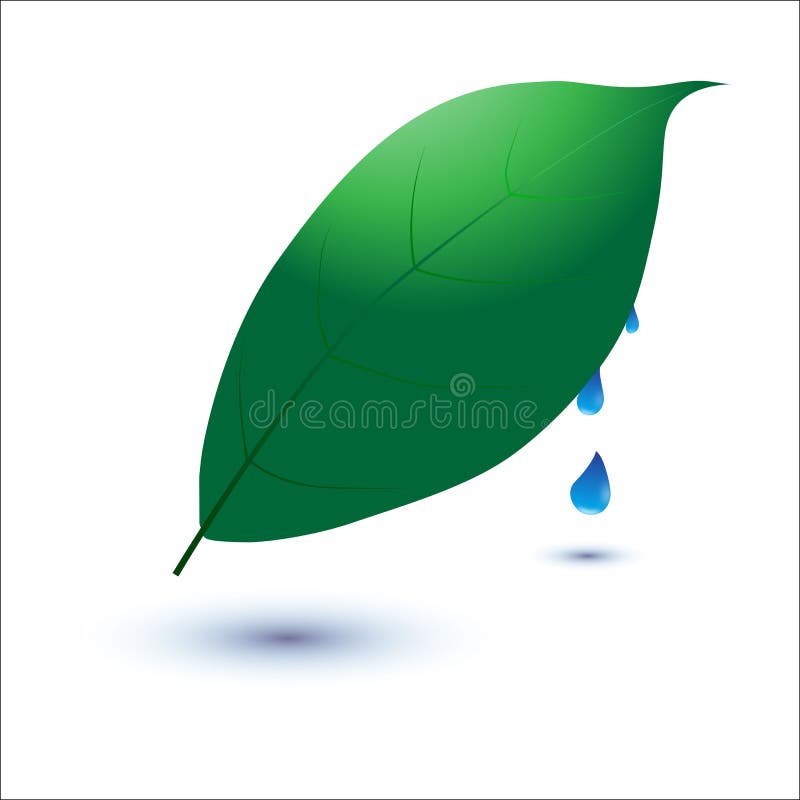 Eco Icon with Green Leaf with Water Drop. Stock Vector - Illustration ...