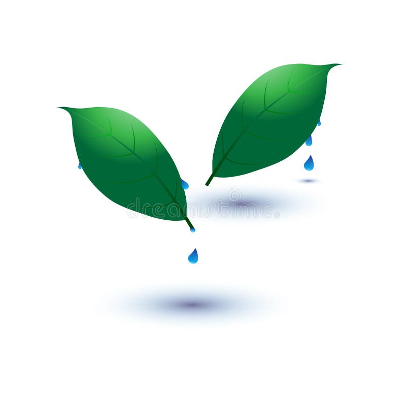 Eco Icon with Green Leaf with Water Drop. Stock Vector - Illustration ...