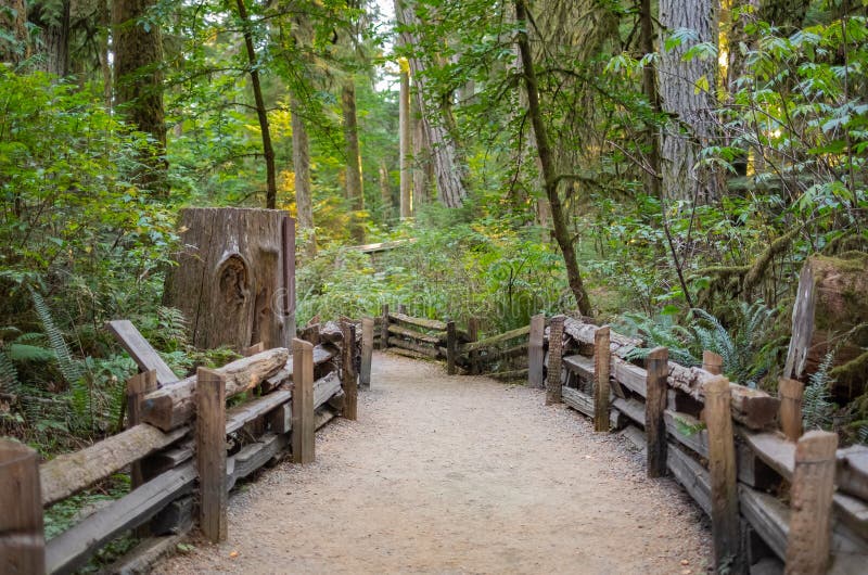 Eco Path Walkway in the Forest. Ecological Trail Path Stock Image ...