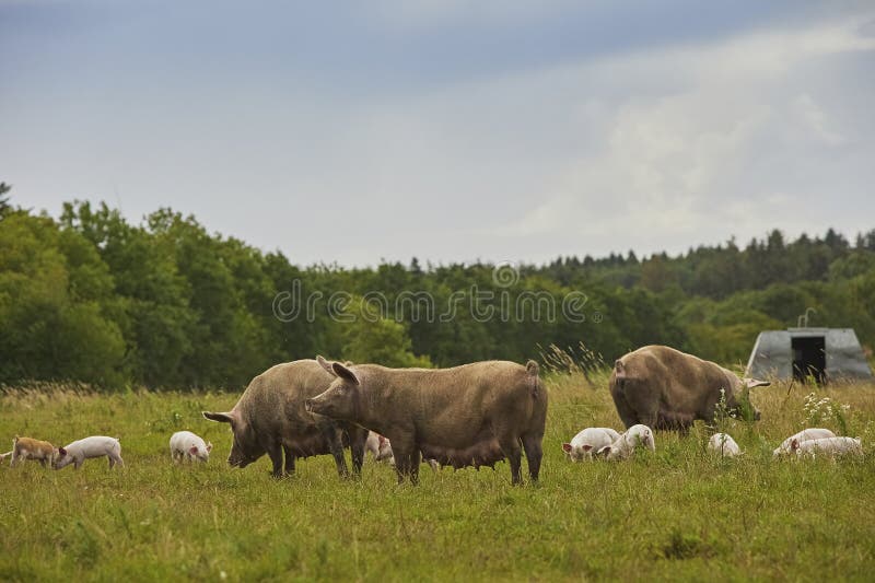 Eco Pig Farm in the Field in Denmark Stock Image - Image of food ...