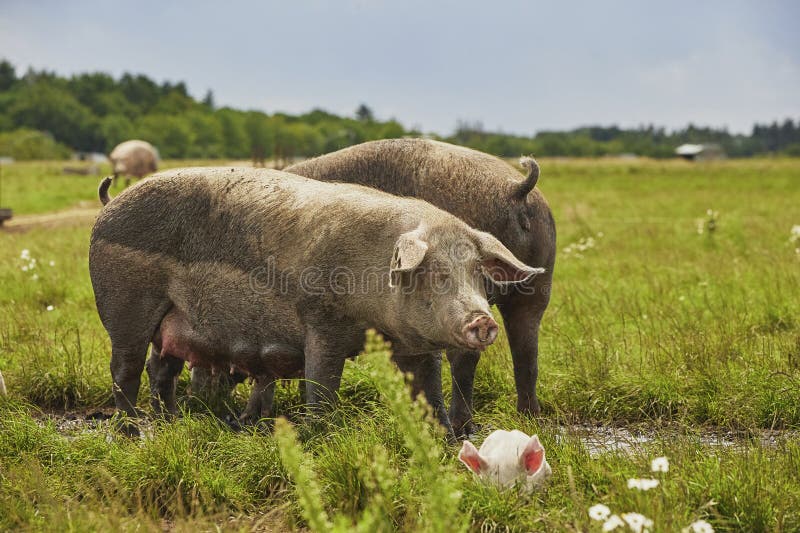 Eco Pig Farm in the Field in Denmark Stock Photo - Image of pork, swamp ...