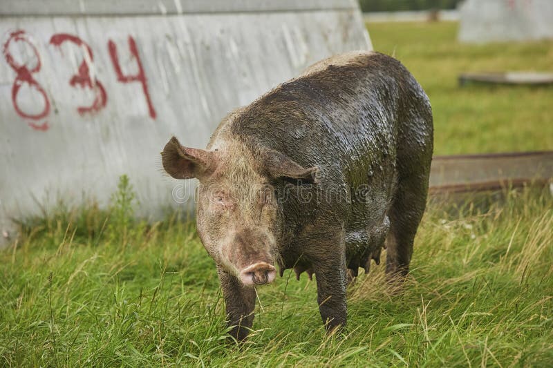 Eco Pig Farm in the Field in Denmark Stock Image - Image of nature ...