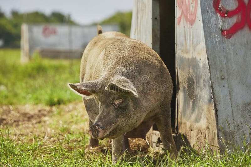 Eco Pig Farm in the Field in Denmark Stock Photo - Image of pigpen ...
