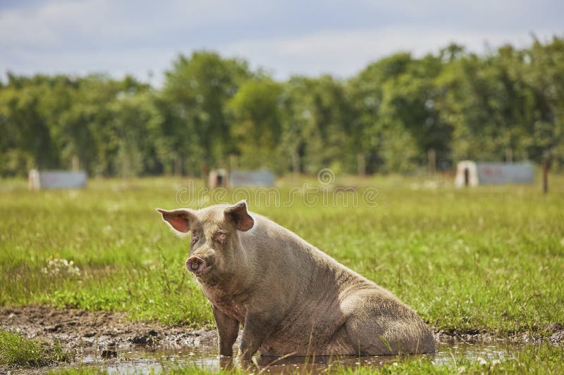 Eco Pig Farm in the Field in Denmark Stock Photo - Image of swine ...