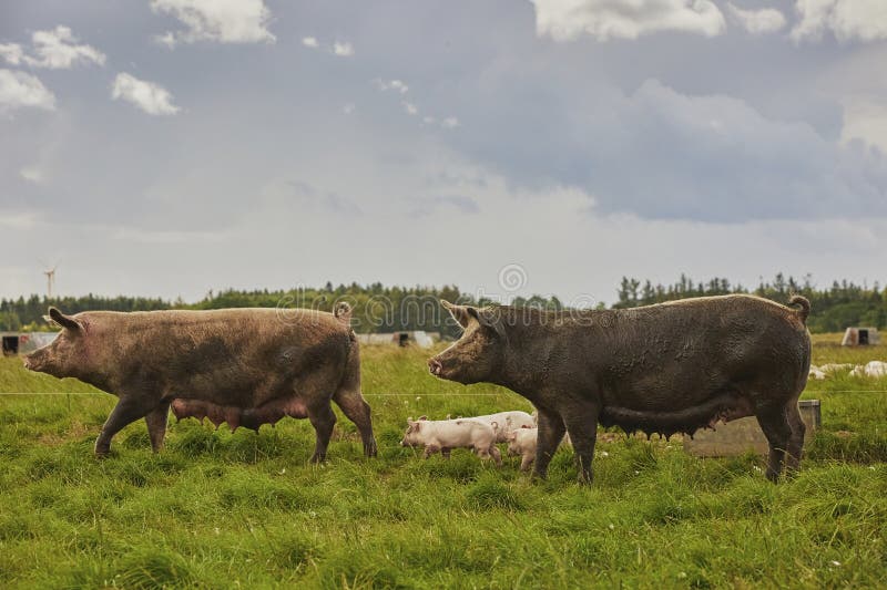 Eco Pig Farm in the Field in Denmark Stock Image - Image of industry ...