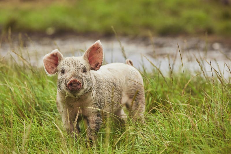 Eco Pig Farm in the Field in Denmark. Cute Pig in the Pasture Stock ...