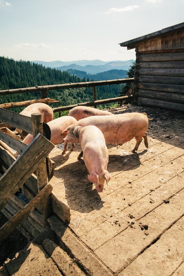 Eco Pigs Farming in the Mountain Stock Photo - Image of daytime ...
