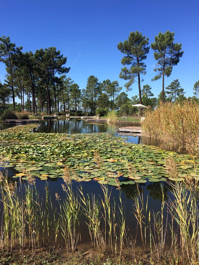 Eco Pool stock image. Image of nature, waterlilies, ecological - 78396167