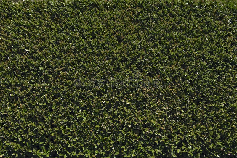 Eco texture, background. stock photo. Image of ecology - 113952436