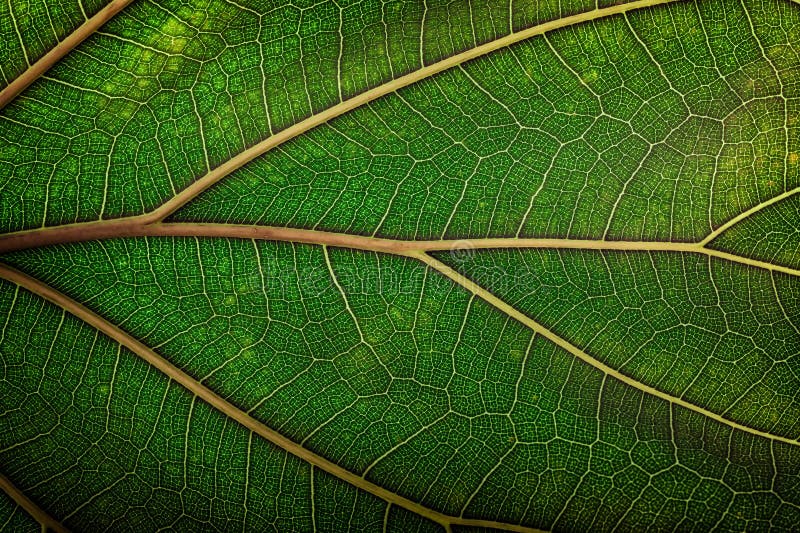 Eco Texture of Green Leaf with Vein Structure As Background Stock Photo ...
