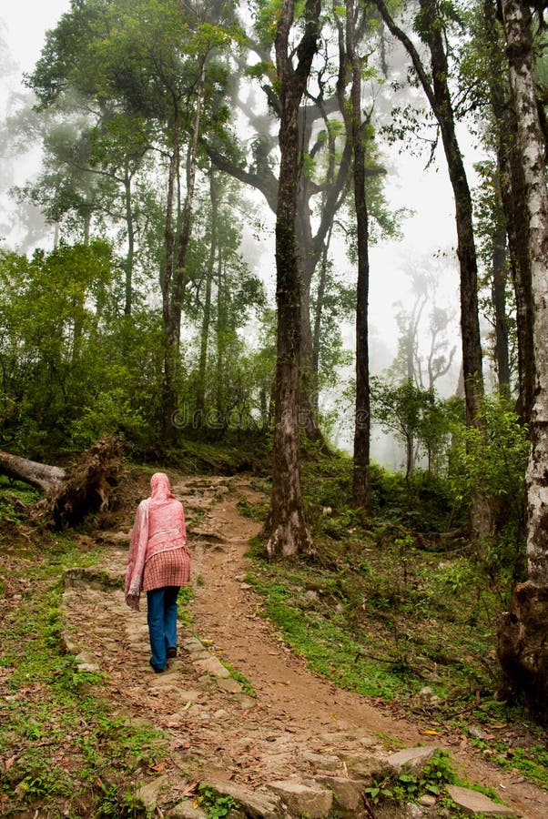 Forest tourism editorial photo. Image of forest, walking - 34655246