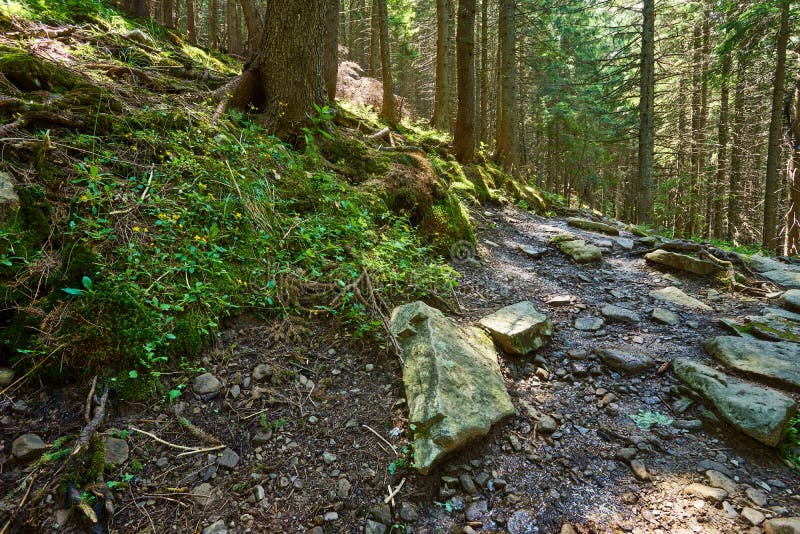 Eco-tourism Rocky Trail Trough Forest Stock Photo - Image of slope ...