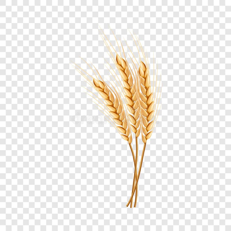Natural Wheat Icon, Realistic Style Stock Illustration - Illustration ...