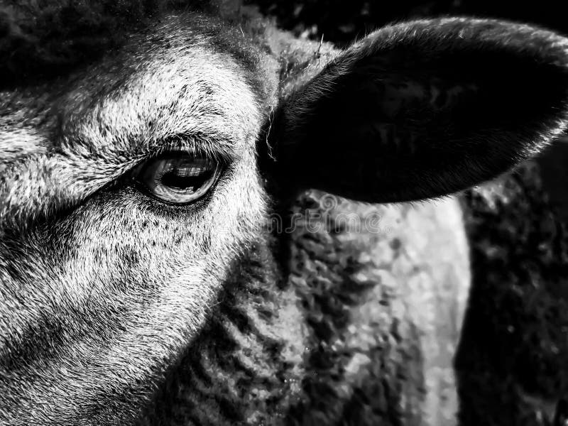 Eye of sheep stock image. Image of head, macro, large - 24325959