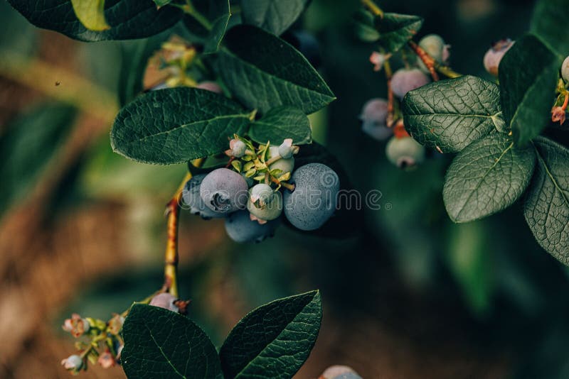 Ecological American Blueberry on the Bush in the Garden Stock Photo ...