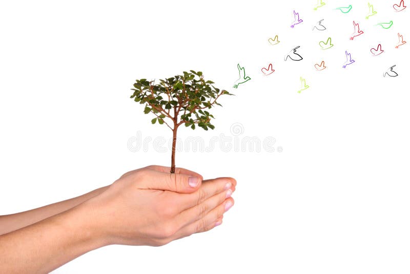 304 Tree Flying Away Birds Stock Photos - Free & Royalty-Free Stock ...