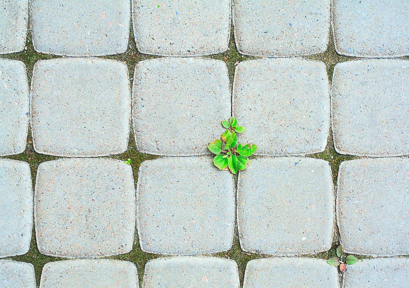 Cobblestone pavement stock photo. Image of avenue, gray - 20882504