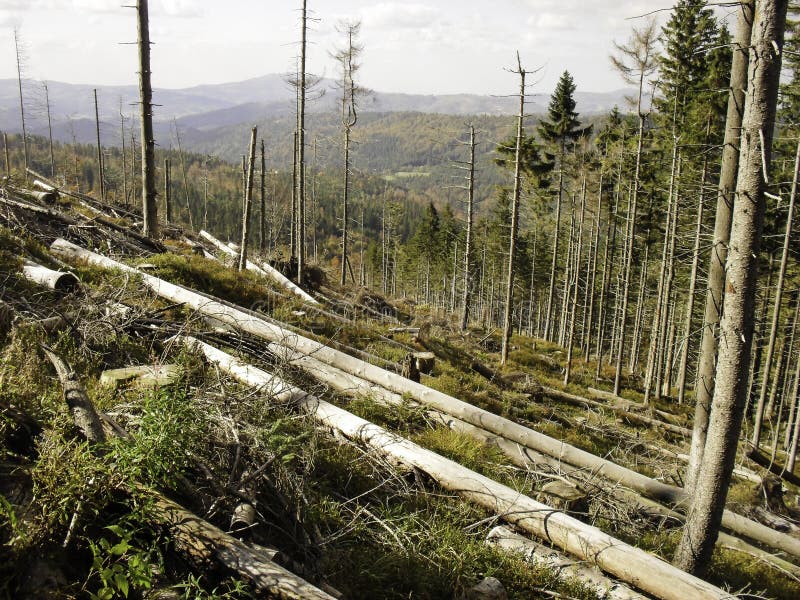 Ecological disaster stock image. Image of branch, forest - 80726885