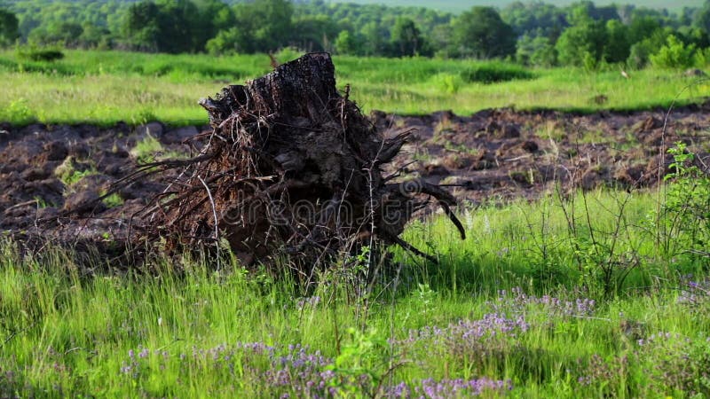 Ecological Disaster after Deforestation. Stock Footage - Video of ...