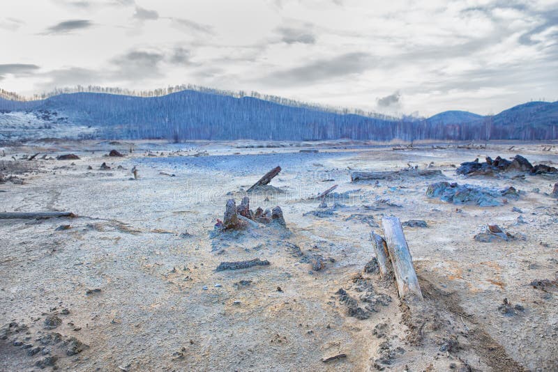 Ecological Disaster Died-out Vegetation Stock Image - Image of ...