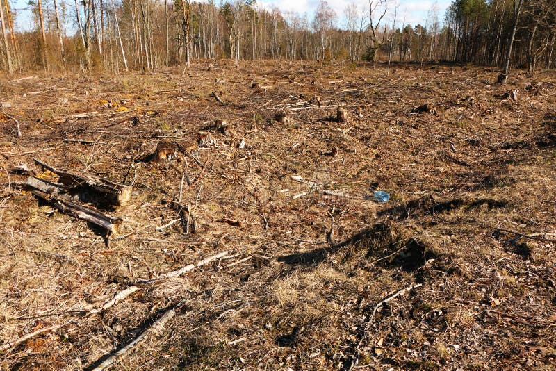 Ecological Disturbance - Sawn Forest Stock Image - Image of natural ...