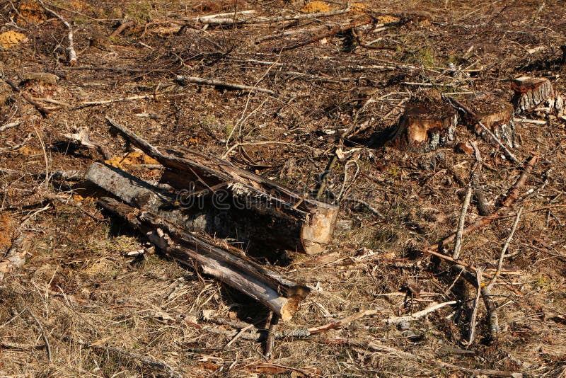 Ecological Disturbance - Sawn Forest Stock Image - Image of natural ...