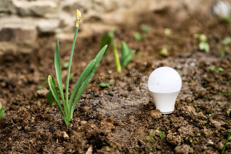 Ecological Energy Concept. Light Bulb in the Ground Stock Image - Image ...