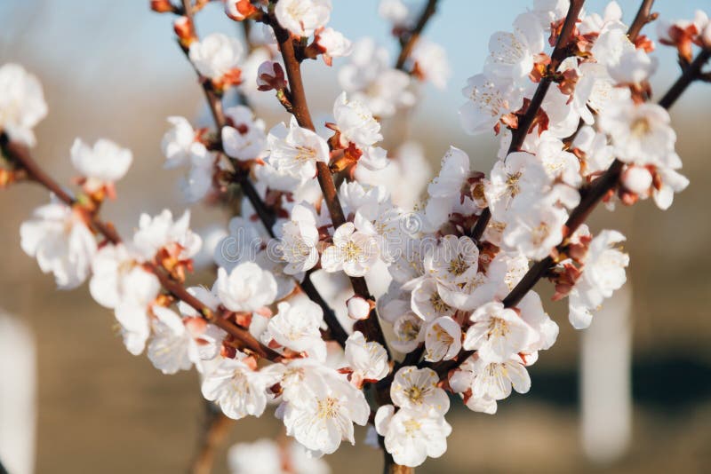 Apricot bloom stock image. Image of spring, apricot, flower - 30246513